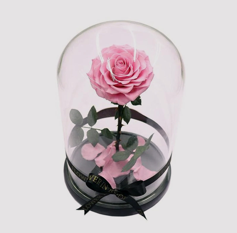 Light Pink Roses | Enchanted Rose Dome – FLOWER IN A BOX