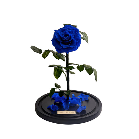 Preserved Rose Dome – XL Royal Blue – FLOWER IN A BOX