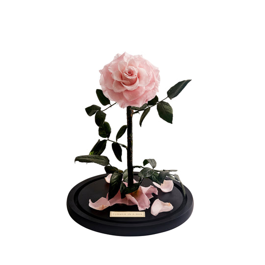 Preserved Rose Dome – XL Light Pink Rose – FLOWER IN A BOX