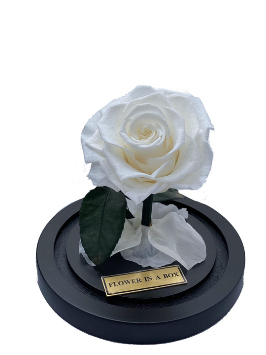Preserved Rose Dome - Mini White – FLOWER IN A BOX